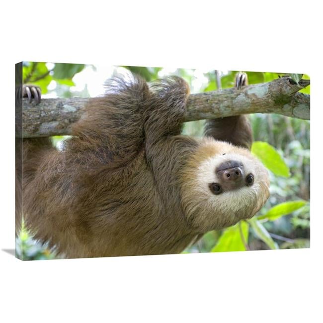 Global Gallery 24 x 36 in. Hoffmanns Two-Toed Sloth Six Month Old ...