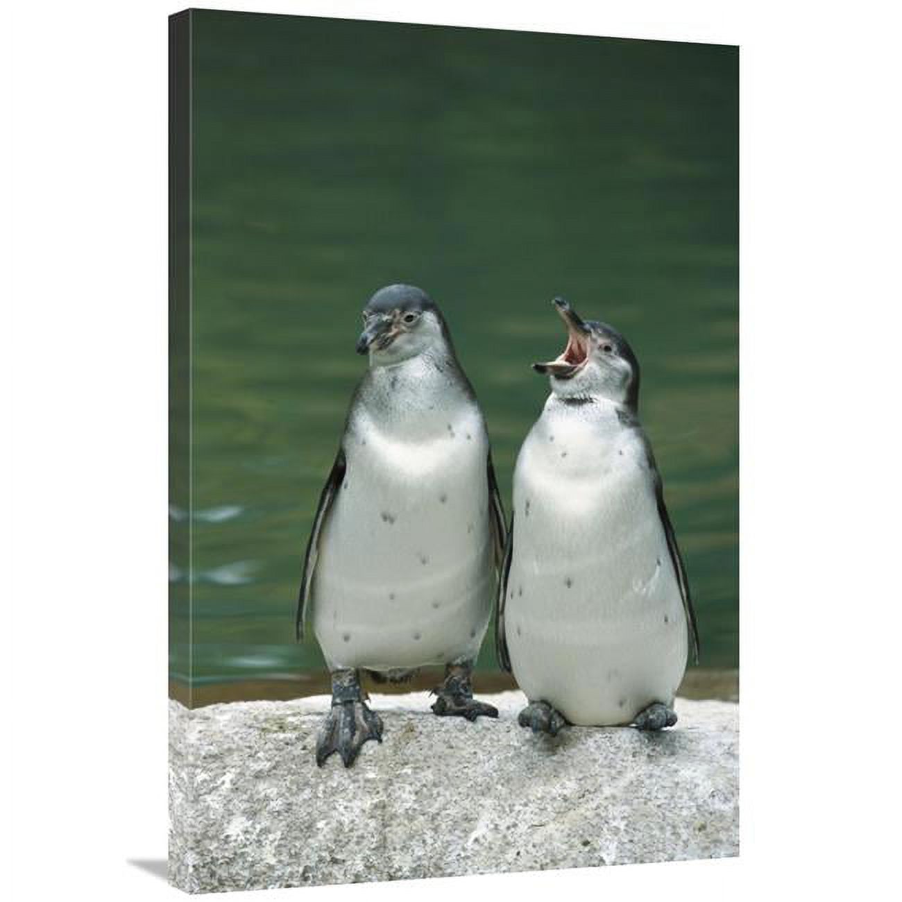 Global Gallery Humboldt Penguin Two Chicks with One Calling - Range Into Chile & Peru Art Print ...