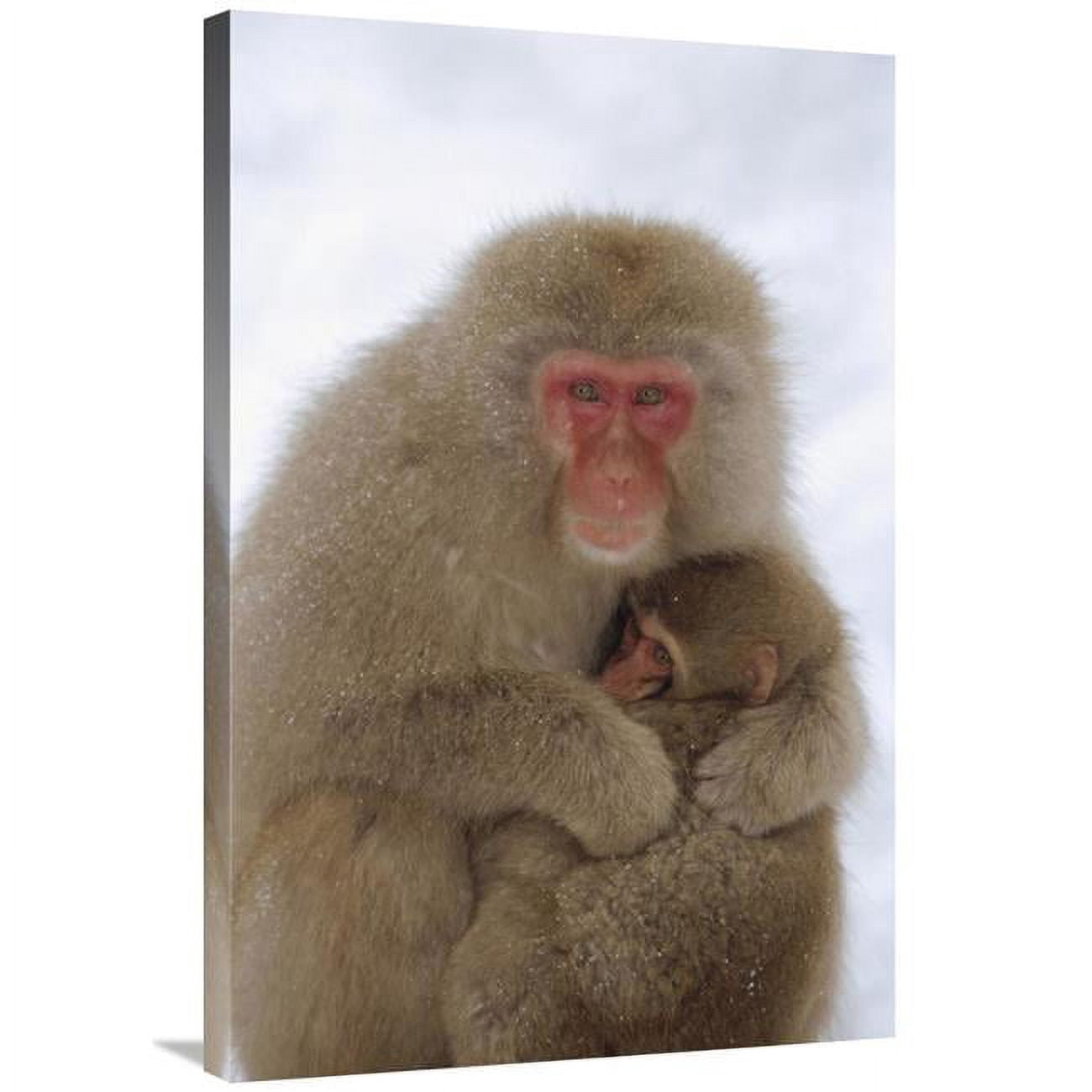 Global Gallery Japanese Macaque Mother & Baby - Japan Art Print ...
