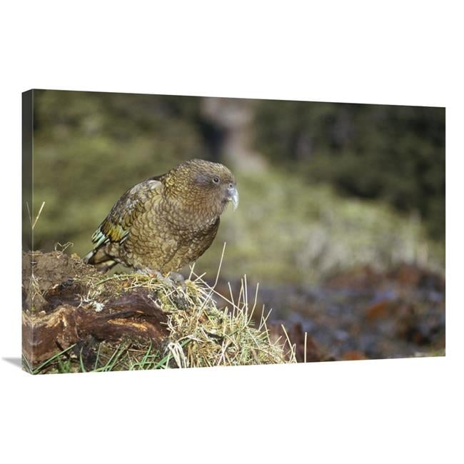 Global Gallery 24 x 36 in. Kea Portrait - Arthurs Pass National Park ...