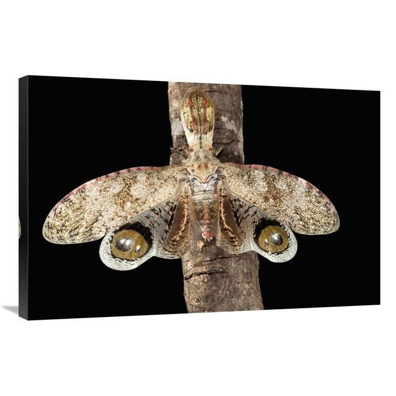 Global Gallery Lantern Bug with False Eye Spots on Its Wings - Barro ...