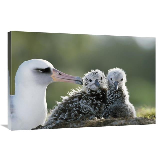 Global Gallery 24 x 36 in. Laysan Albatross Chick Invading From ...