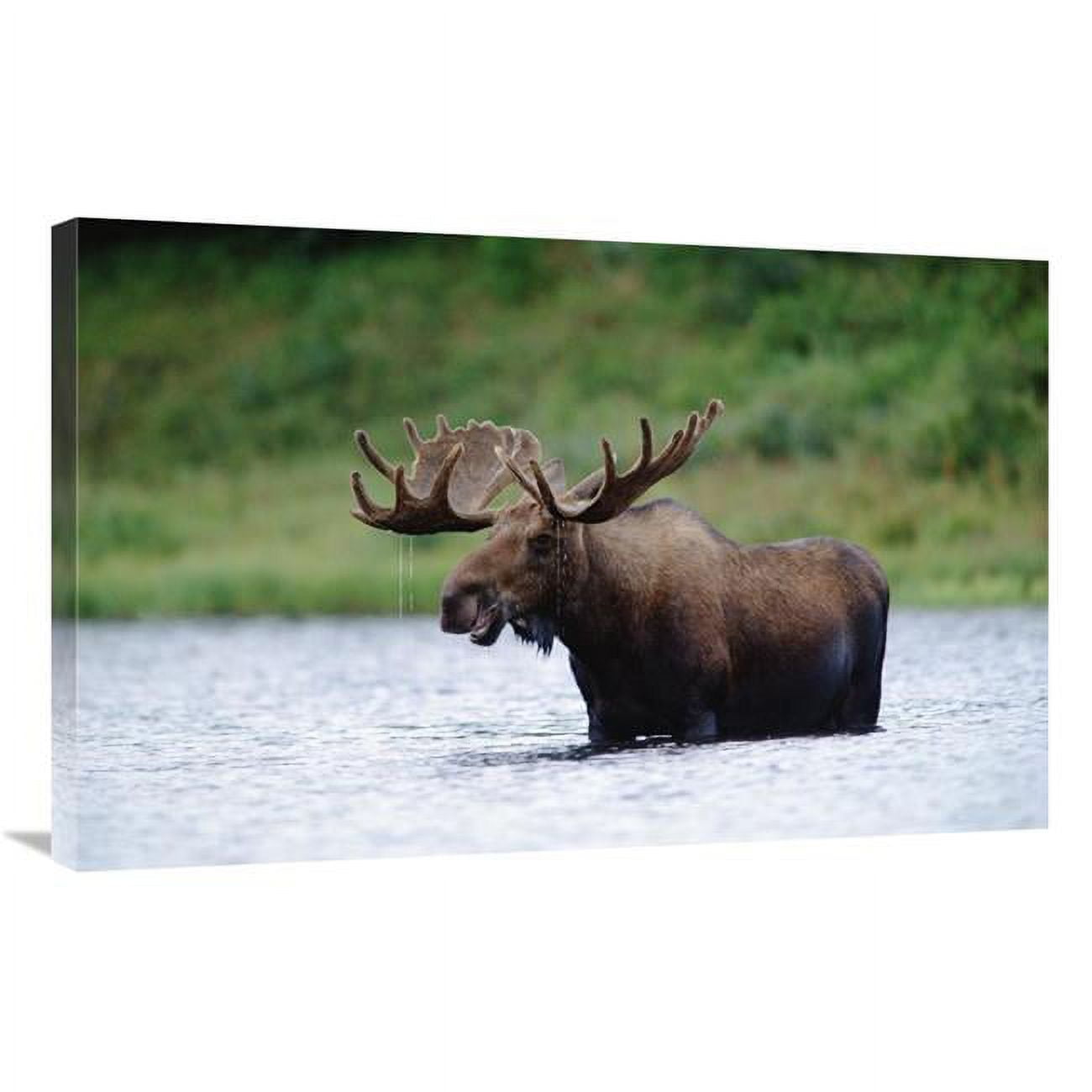 Global Gallery 24 x 36 in. Moose Male Raising Its Head While Feeding in ...