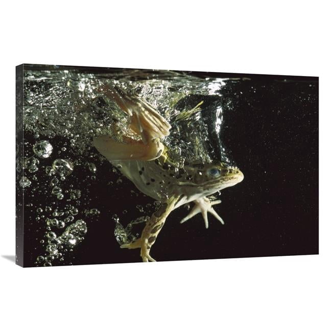 Global Gallery 24 x 36 in. Northern Leopard Frog Jumping Into Water ...
