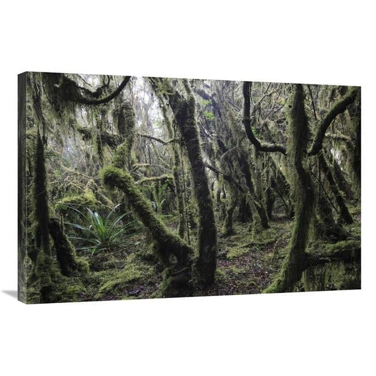 Global Gallery 24 x 36 in. Paramo Ecosystem 3000M Above Sea Level with ...