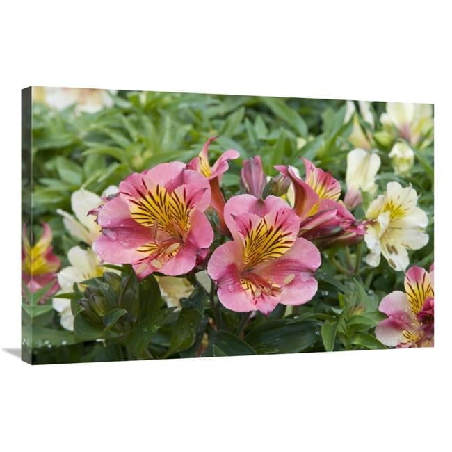Global Gallery 24 x 36 in. Peruvian Lily Princess Lilies Variety ...