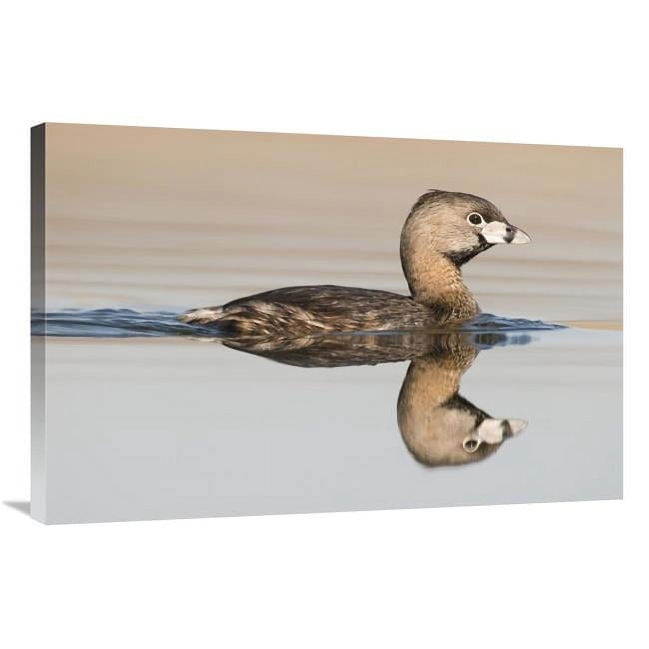 Global Gallery 24 x 36 in. Pied-Billed Grebe Swimming - Island Lake ...