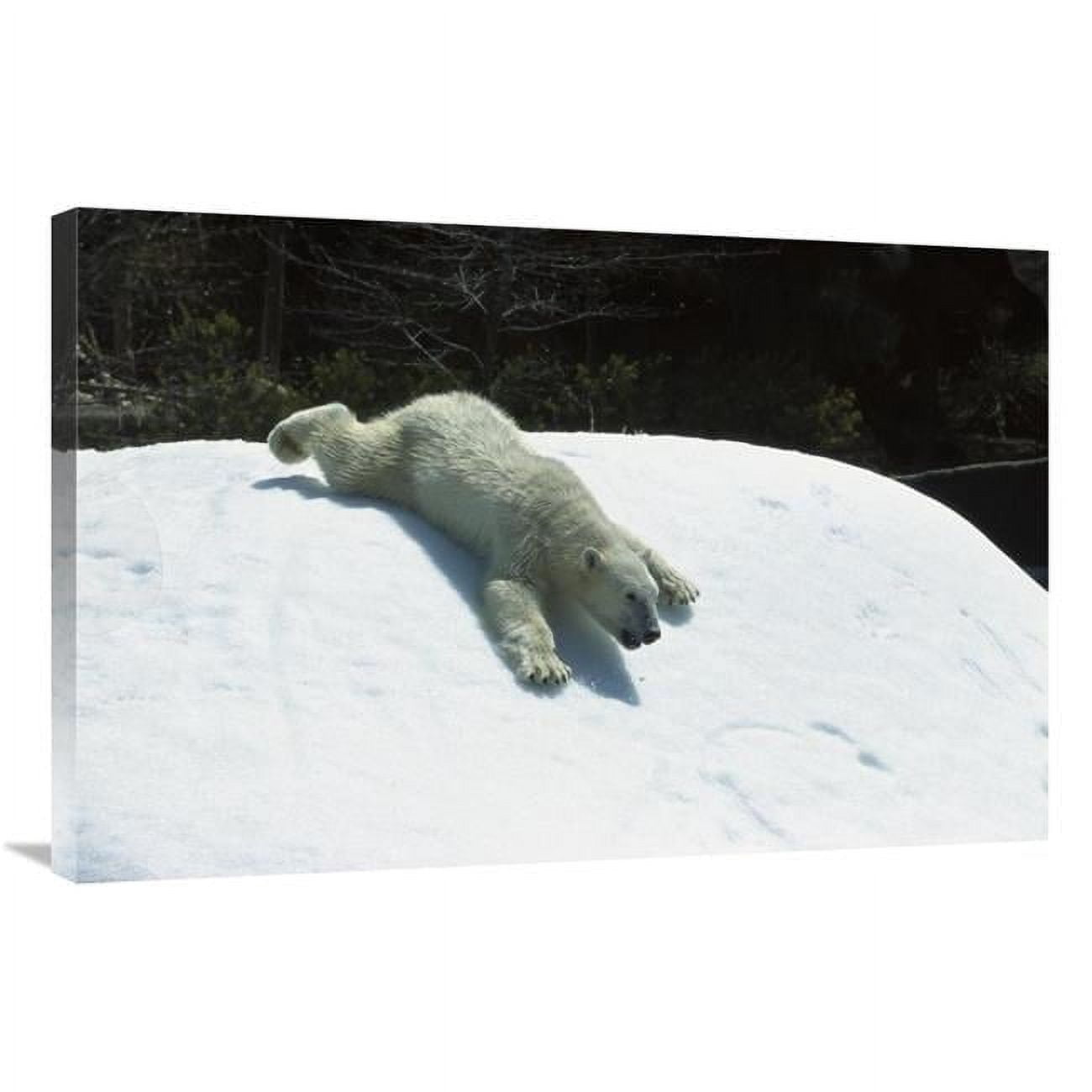 Global Gallery 24 x 36 in. Polar Bear Sliding Down Snow Bank - Native ...