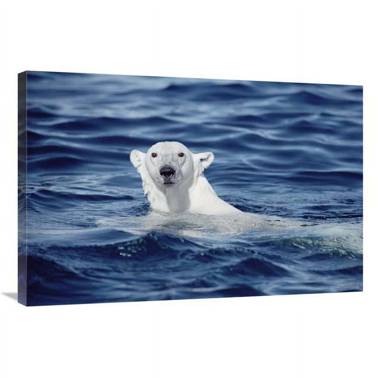Global Gallery 24 x 36 in. Polar Bear Swimming - Baffin Island ...