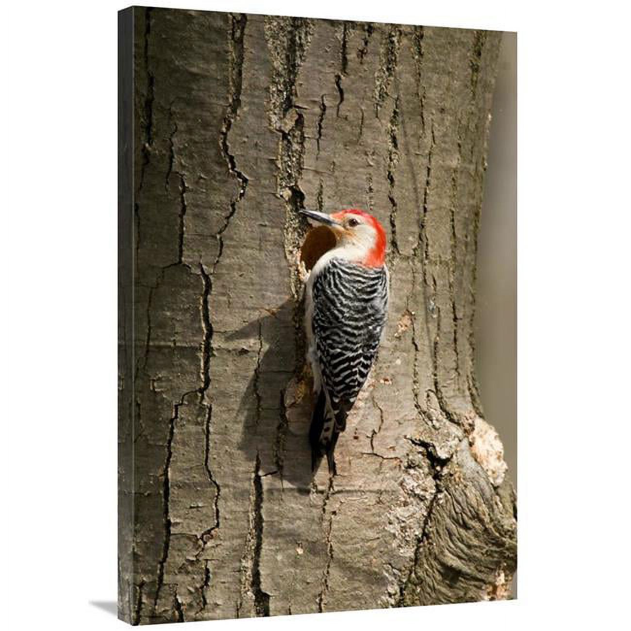 Global Gallery 24 x 36 in. Red-Bellied Woodpecker Male at Nest Cavity ...