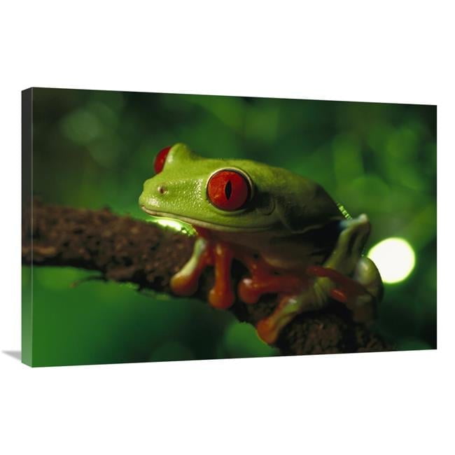 Global Gallery 24 x 36 in. Red-Eyed Tree Frog Portrait Sitting on A ...