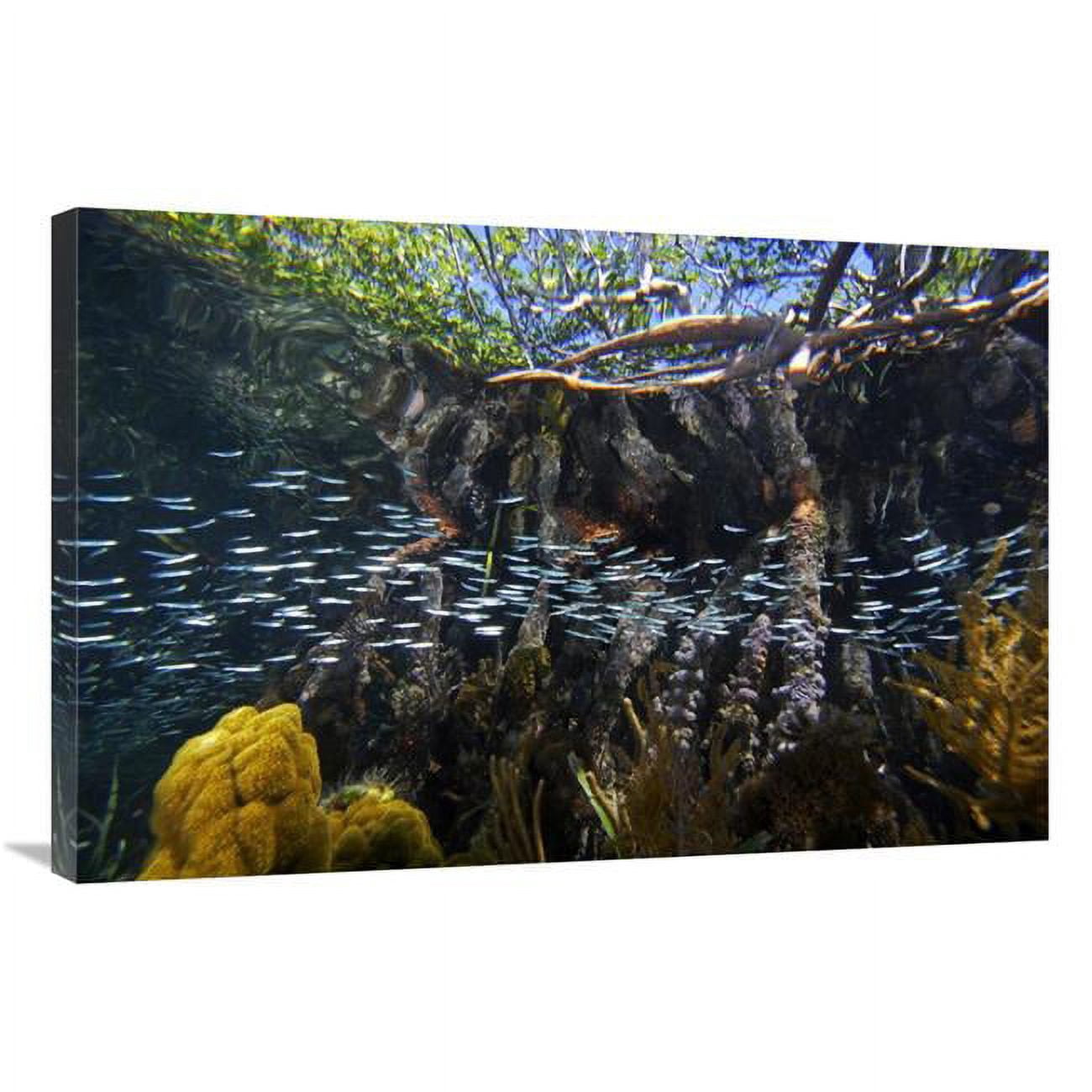 Global Gallery 24 x 36 in. Red Mangrove Aerial Roots Providing Shelter ...