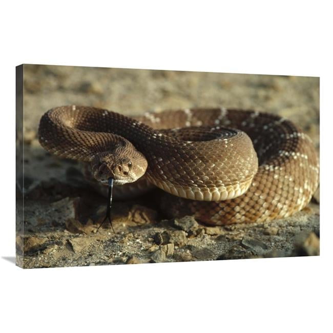 Global Gallery 24 x 36 in. Red Rattlesnake - Baja California - Mexico ...