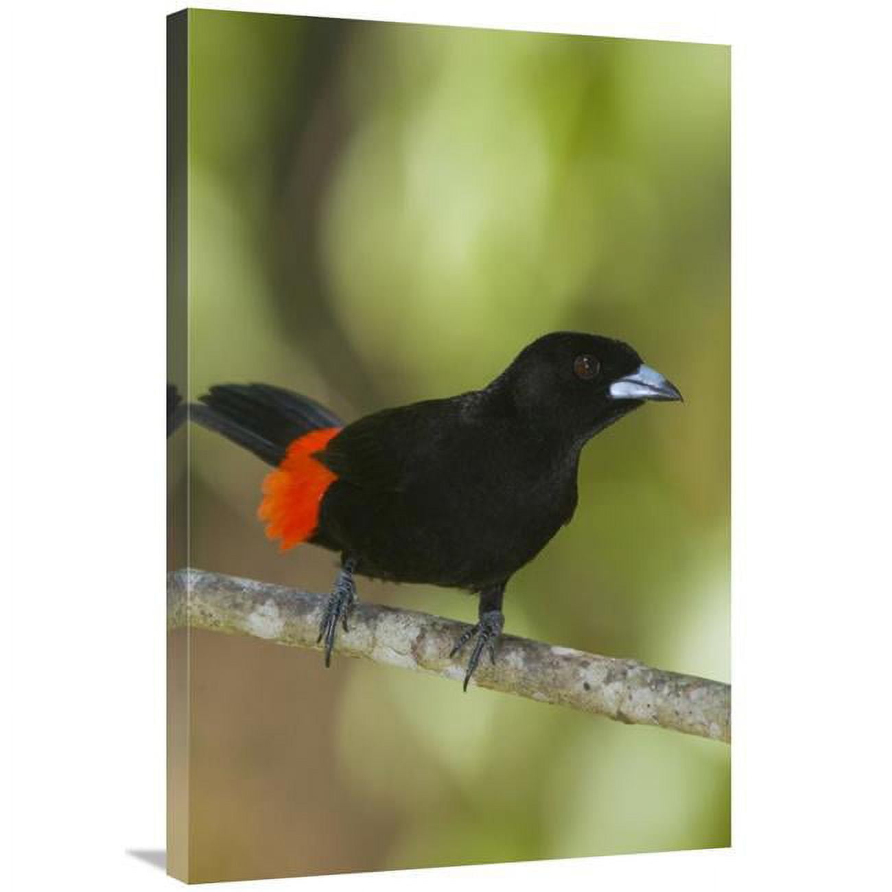 Global Gallery 24 x 36 in. Scarlet-Rumped Tanager Male - Costa Rica Art ...