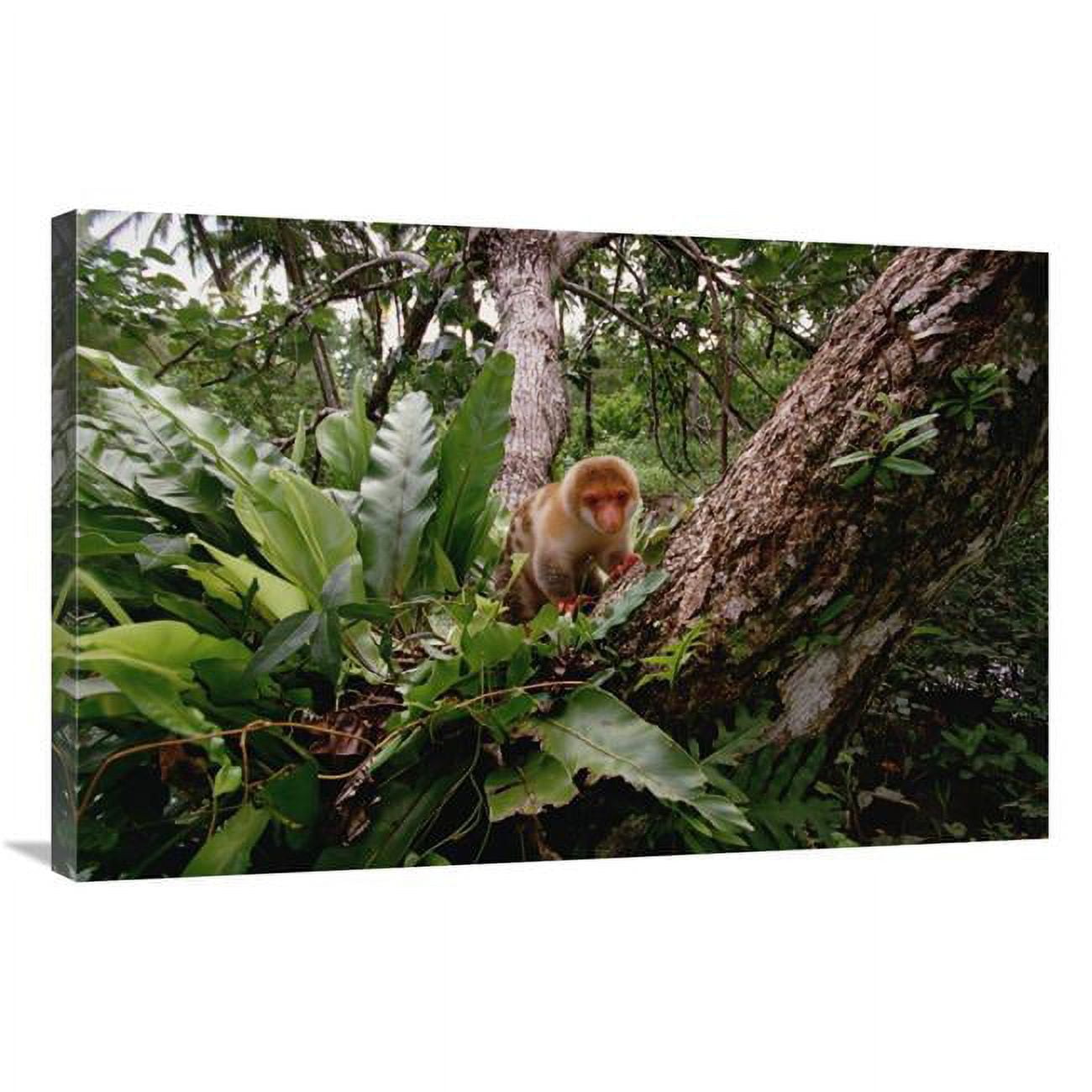 Global Gallery 24 X 36 In Short Tailed Spotted Cuscus Young Near