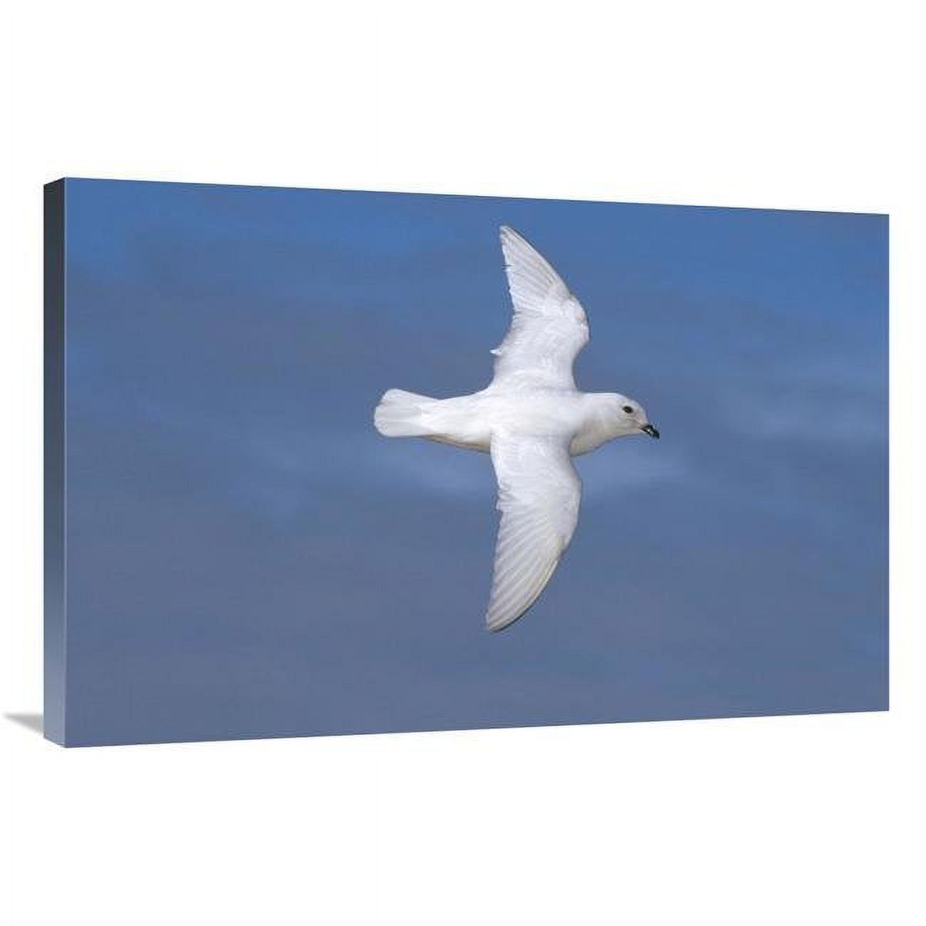Global Gallery Snow Petrel Flying Near Enderby Island - New Zealand Art ...