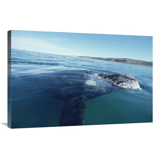 Global Gallery 24 x 36 in. Southern Right Whale At Water Surface ...