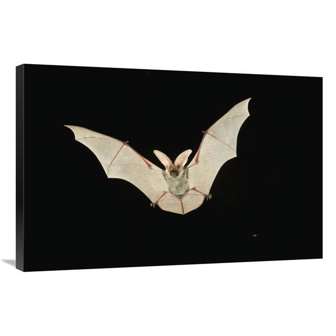 Global Gallery 24 x 36 in. Spotted Bat Flying at Night Near the Edge of the Grand Canyon ...