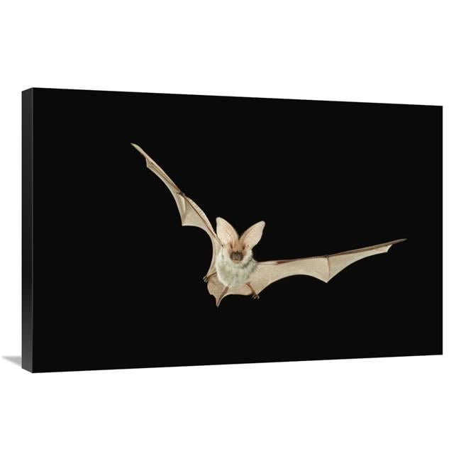 Global Gallery 24 x 36 in. Spotted Bat Flying at Night Near the Edge of ...