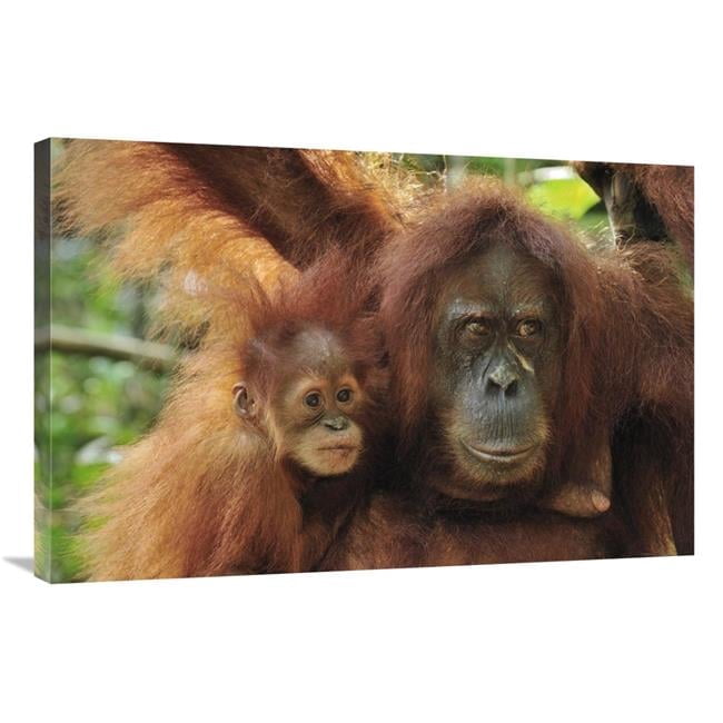 Global Gallery 24 x 36 in. Sumatran Orangutan Mother with Young ...