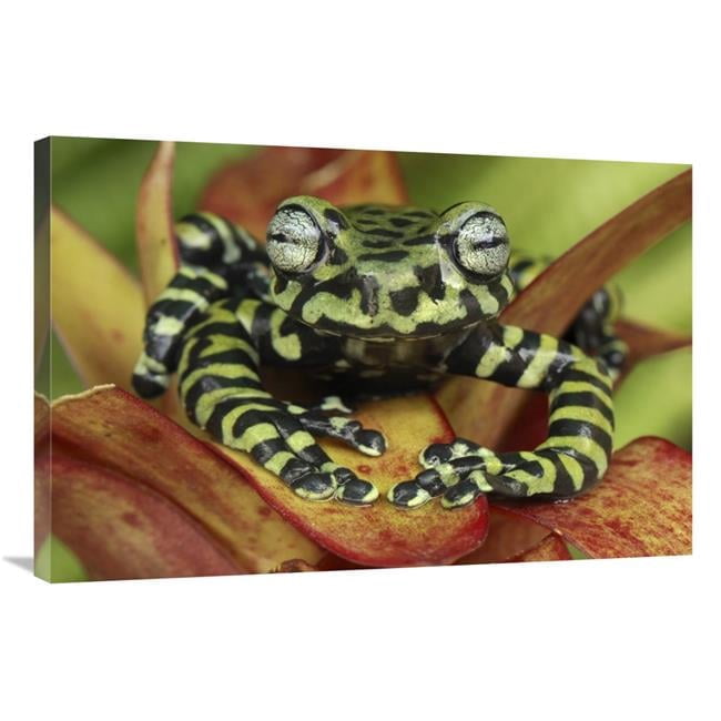 Global Gallery 24 x 36 in. Tigers Treefrog on Bromeliad - New Species ...