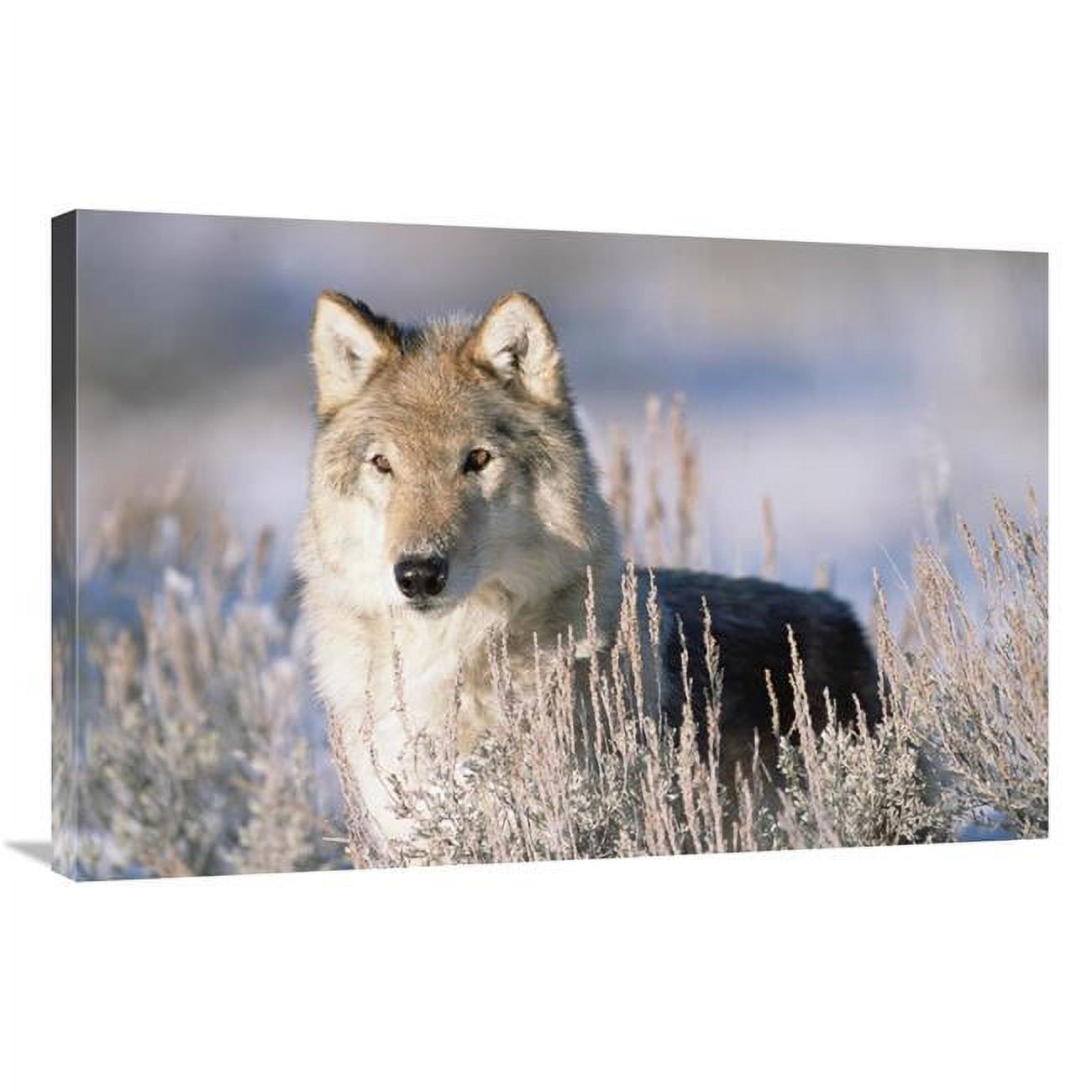 Global Gallery Timber Wolf Portrait - North America Art Print - Tim ...