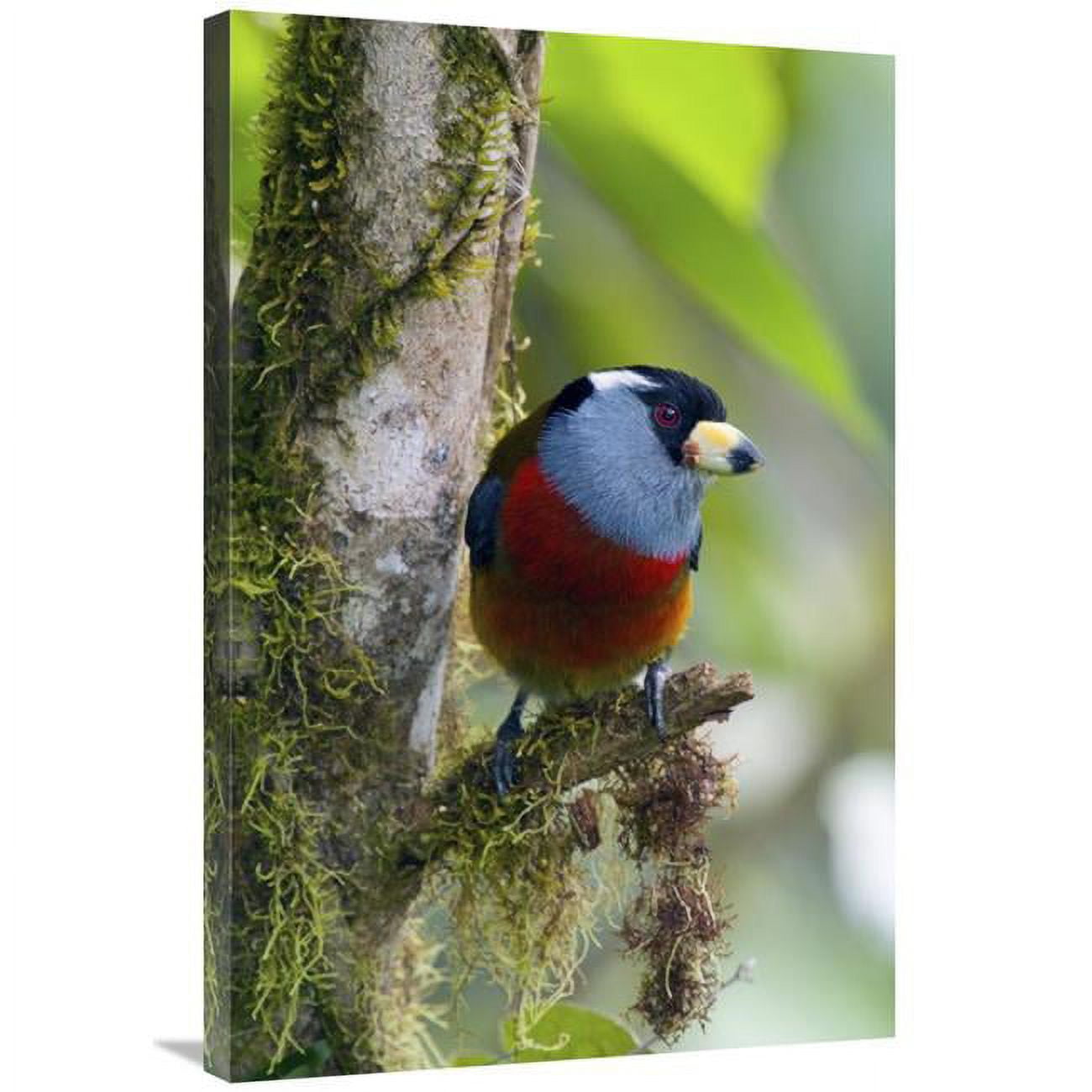 Global Gallery 24 x 36 in. Toucan Barbet - Ecuador Art Print - Steve ...