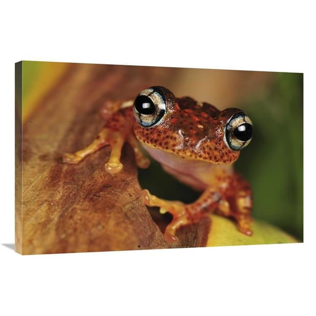 Global Gallery 24 x 36 in. Tree Frog Portrait - Andasibe-Mantadia ...
