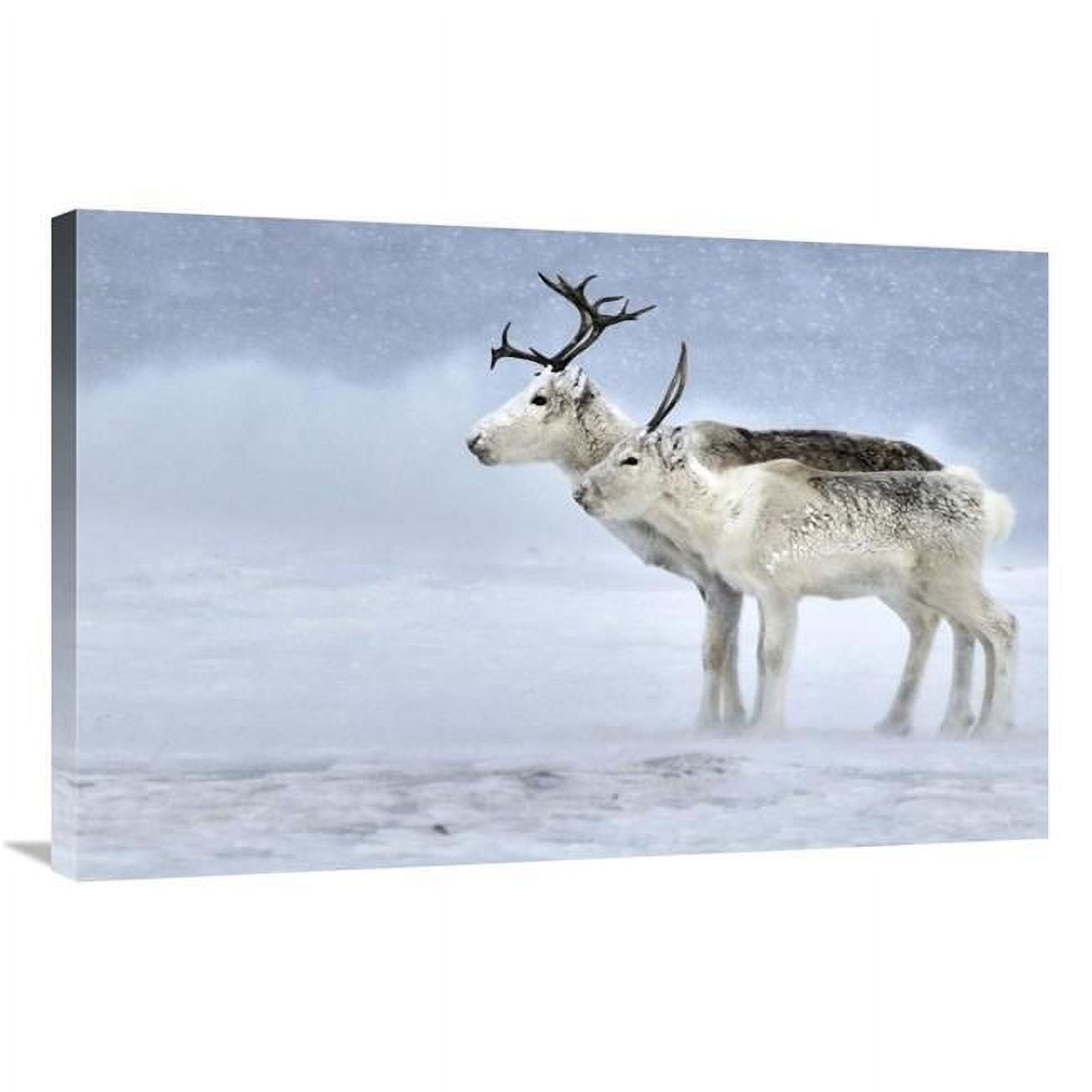 Global Gallery 24 x 36 in. Two Reindeer - Male & Female During A ...