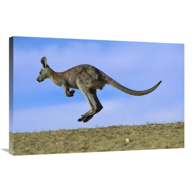 Global Gallery 24 x 36 in. Wallaroo or Euro Kangaroo Hopping - Sturt ...