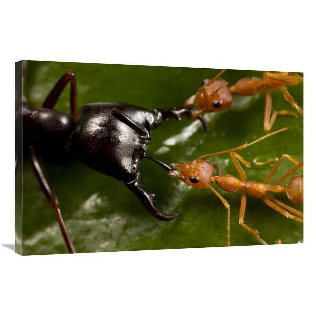 Global Gallery 24 x 36 in. Weaver Ant Pair Defending Against Driver Ant ...