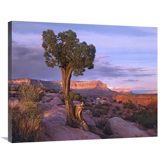 Global Gallery 28 x 35 in. Single-Leaf Pinyon Pine at Toroweap Overlook ...