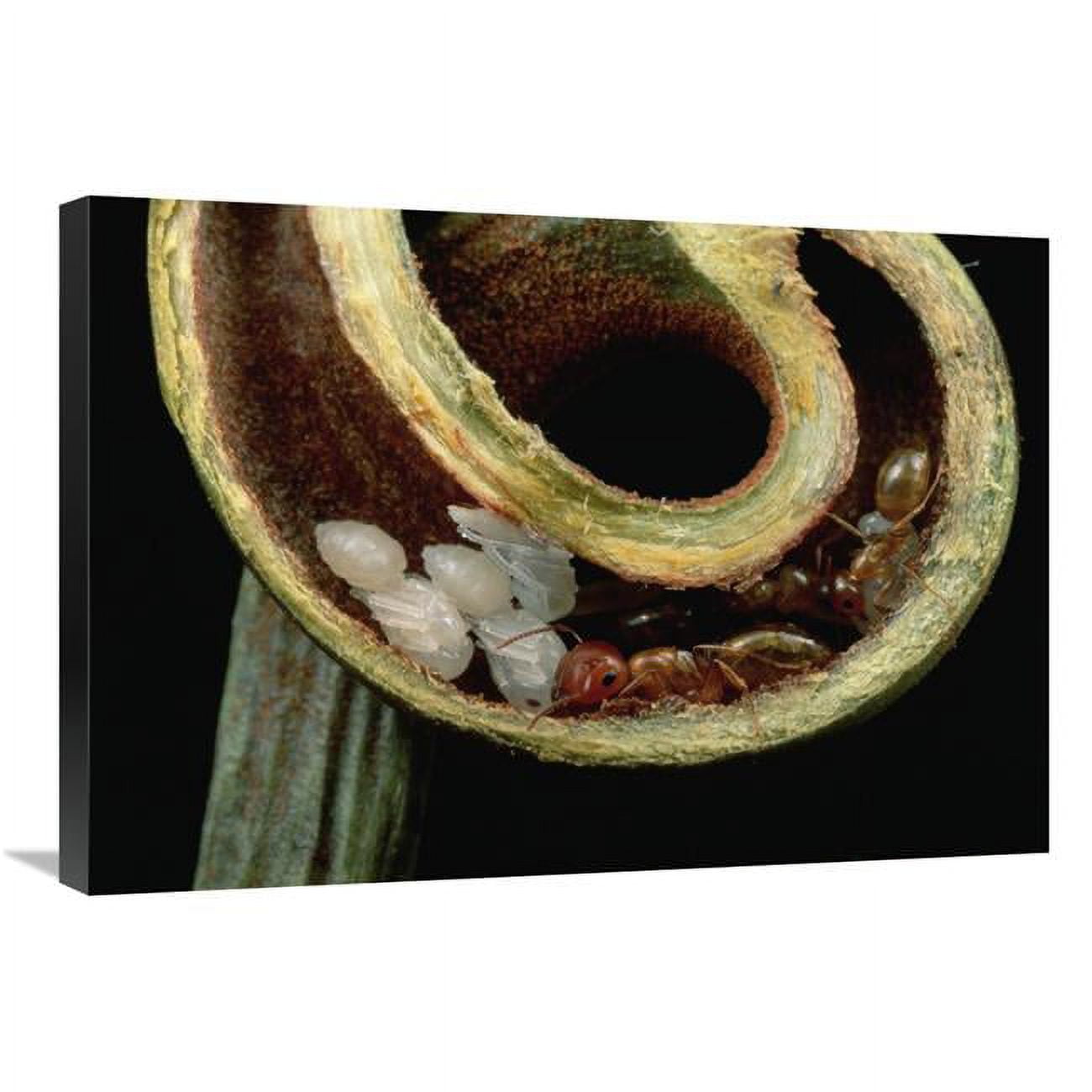 Global Gallery Carpenter Ants & Pupae Nest Safely in Tendril of Carnivorous Pitcher Plant ...