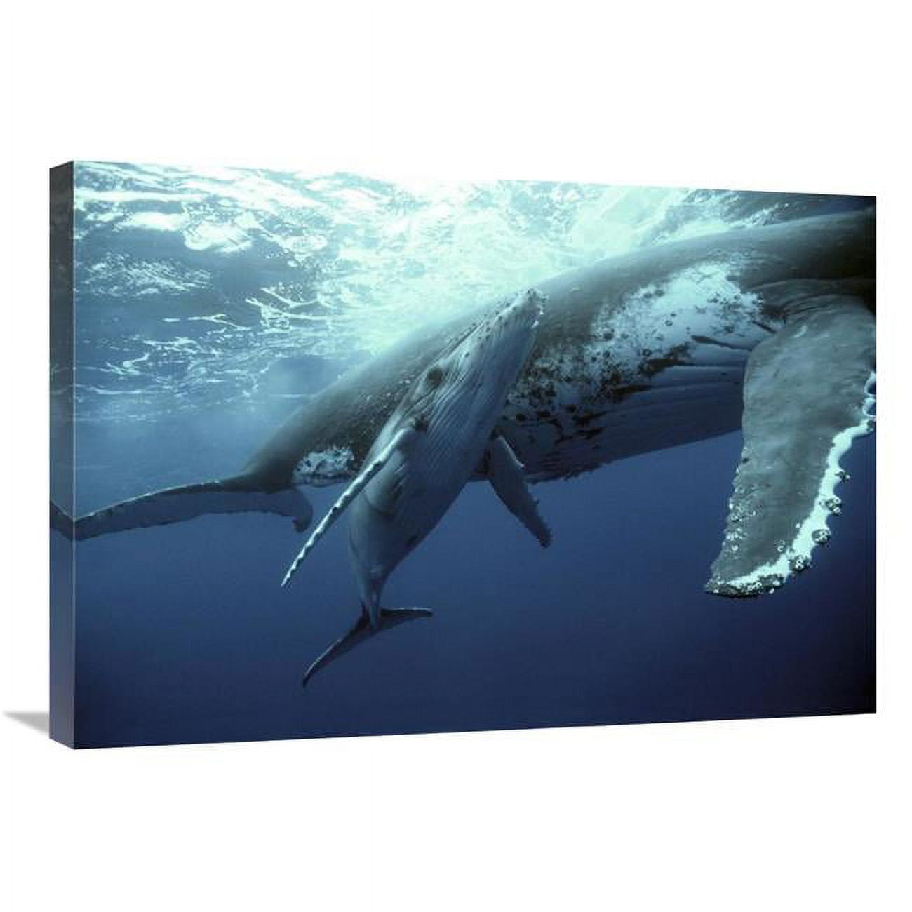 Global Gallery Humpback Whale Mother & Calf - Tonga Art Print - Mike ...