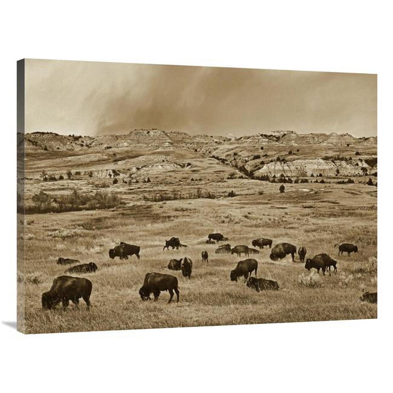 Global Gallery 30 x 40 in. American Bison Herd Grazing on Shortgrass ...