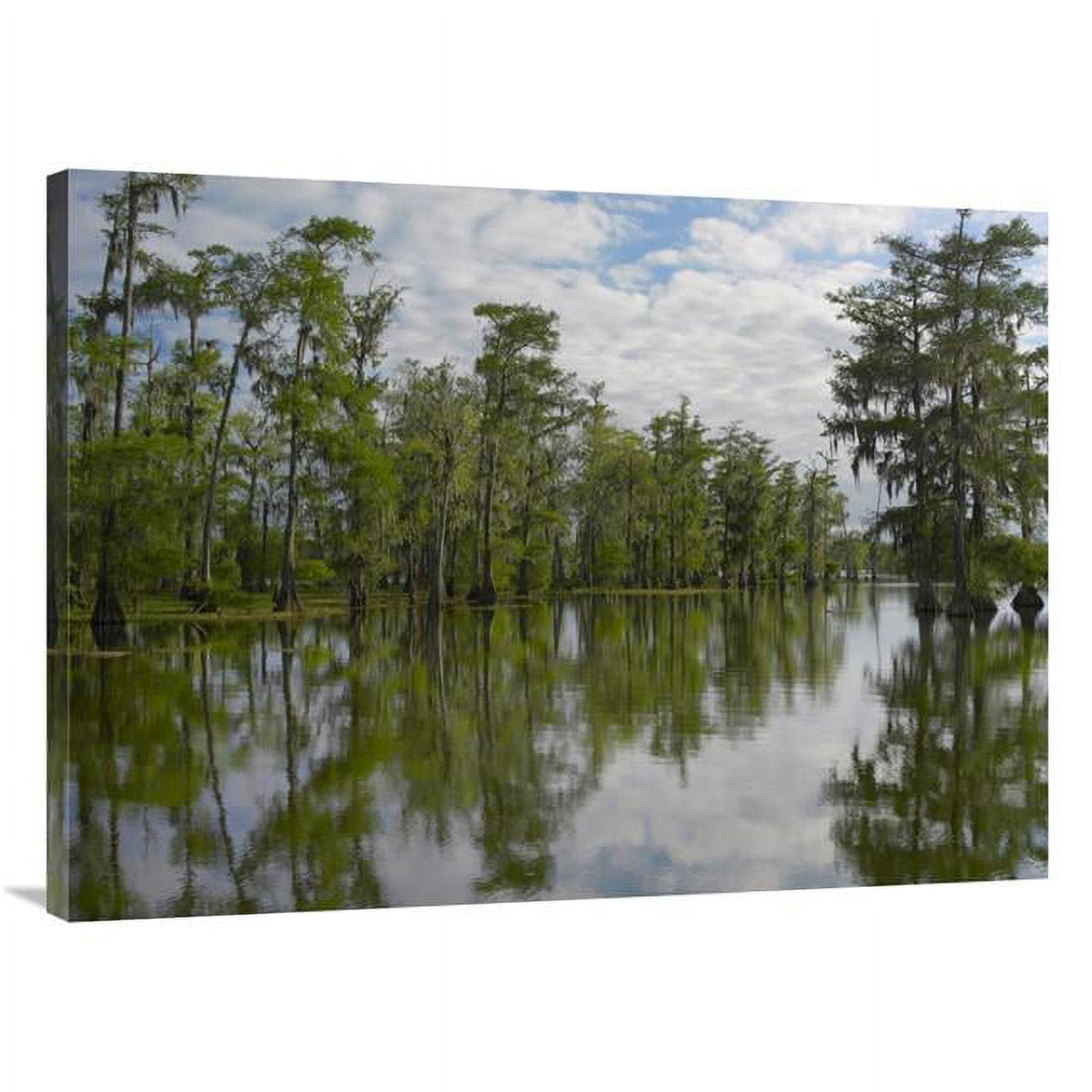 Global Gallery 30 x 40 in. Bald Cypress Swamp, Cypress Island, Lake ...