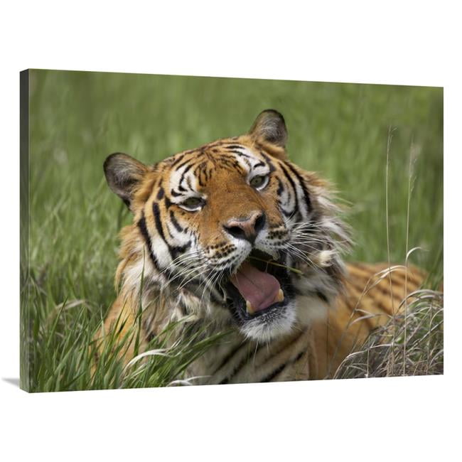 Global Gallery 30 x 40 in. Siberian Tiger Yawning - Endangered - Native ...