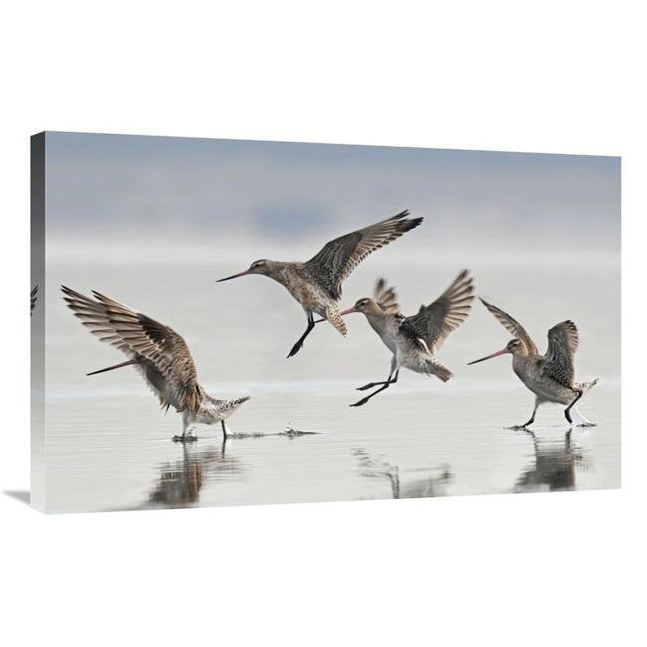 Global Gallery 36 in. Bar-Tailed Godwit Group Landing, Avon Heathcote ...
