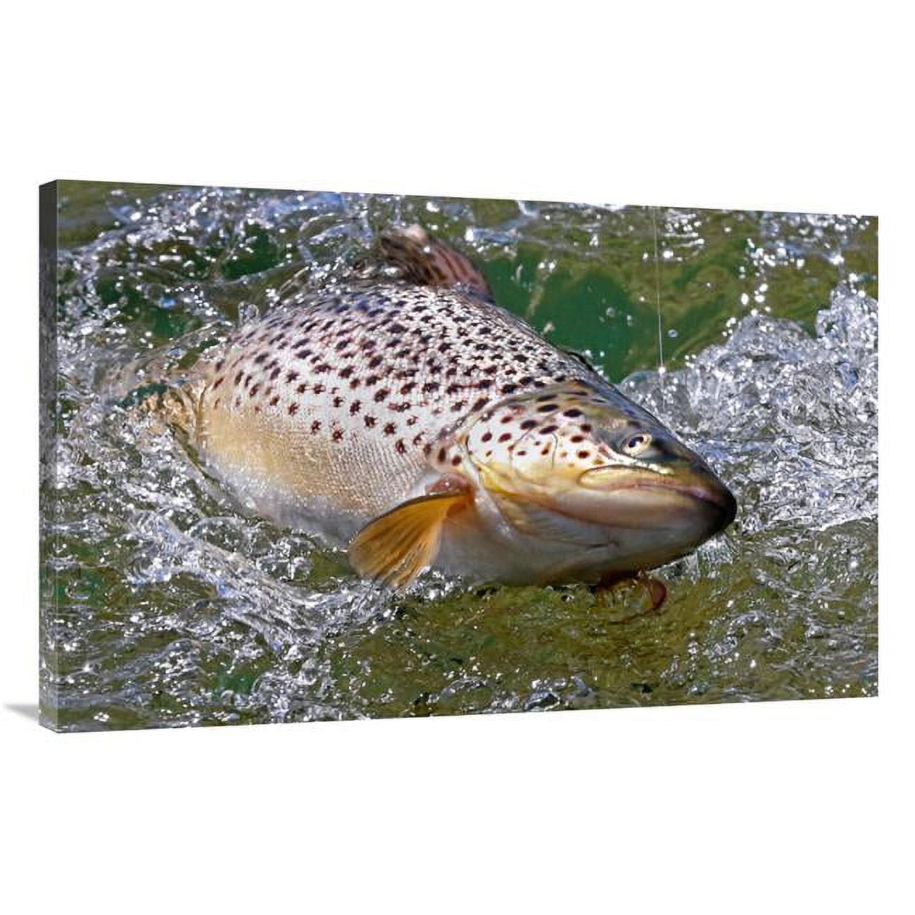 Global Gallery 40 in. Hooked Brown Trout Art Print - Vic Schendel - Walmart.com