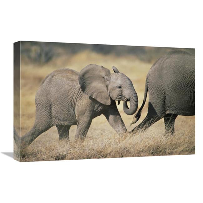 Global Gallery African Elephant Baby Following Mother - Amboseli ...