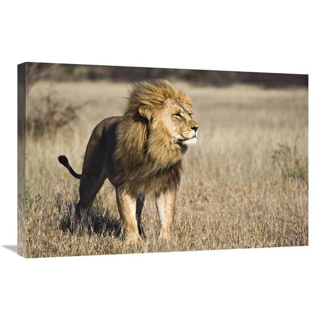 Global Gallery African Lion Male - Khutse Game Reserve - Botswana Art ...
