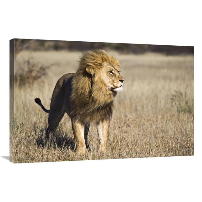 Global Gallery African Lion Male - Khutse Game Reserve - Botswana Art ...