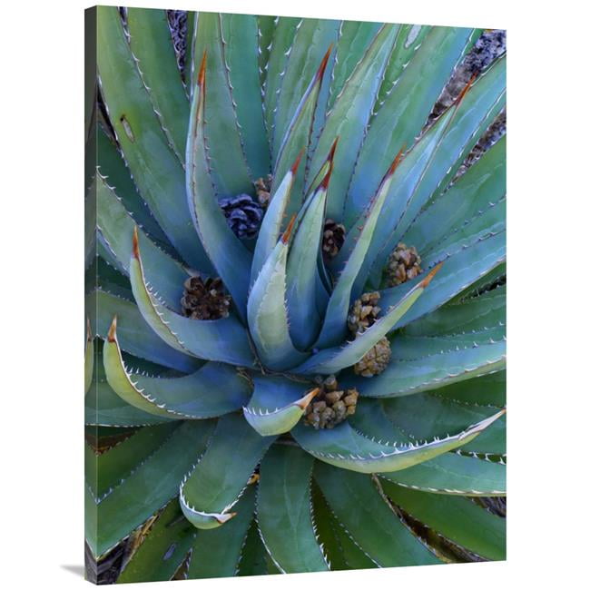 Global Gallery Agave Plants with Pine Cones - North America Art Print ...