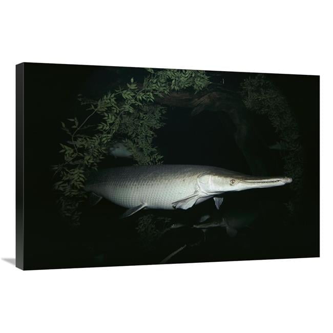 Global Gallery Alligator Gar Art Print - Flip Nicklin - Walmart.com