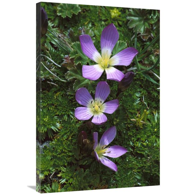 Global Gallery Andean Flowers in Boggy Paramo Grassland - Cotopaxi ...