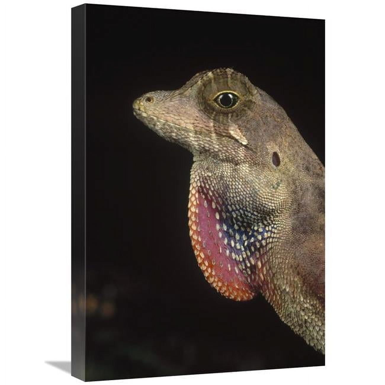 Global Gallery Anolis Lizard Portrait - Peru Art Print - Mark Moffett ...