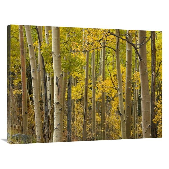 Global Gallery Aspen Trees in Autumn - Santa Fe National Forest Near ...
