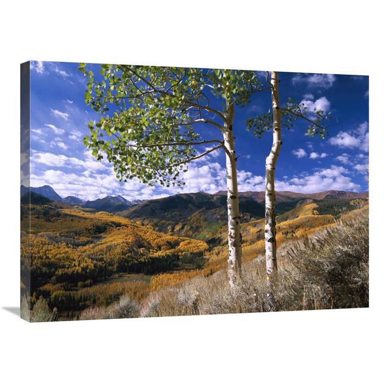 Global Gallery Aspen Trees in Fall-Colors on Elk Mountains - Capitol ...