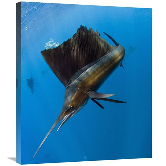 Global Gallery Atlantic Sailfish Hunting Round Sardinella - Isla ...