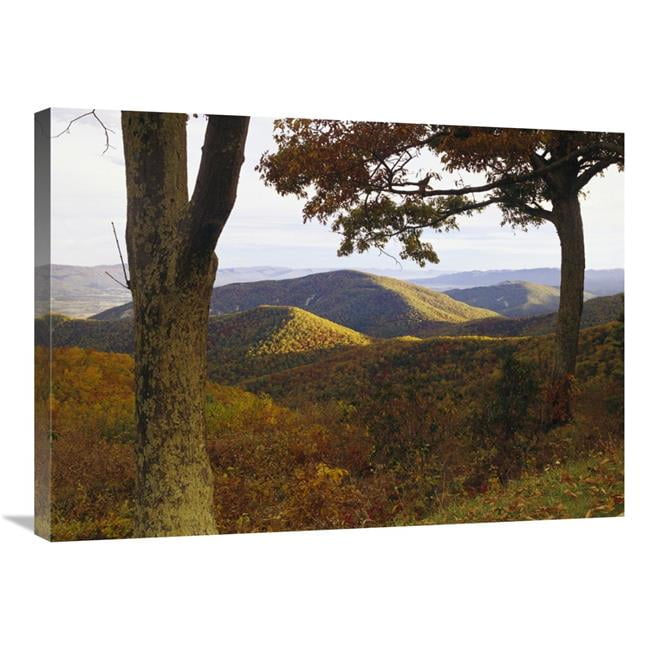 Global Gallery Autumn Forest At Brown Mountain - Shenandoah National ...